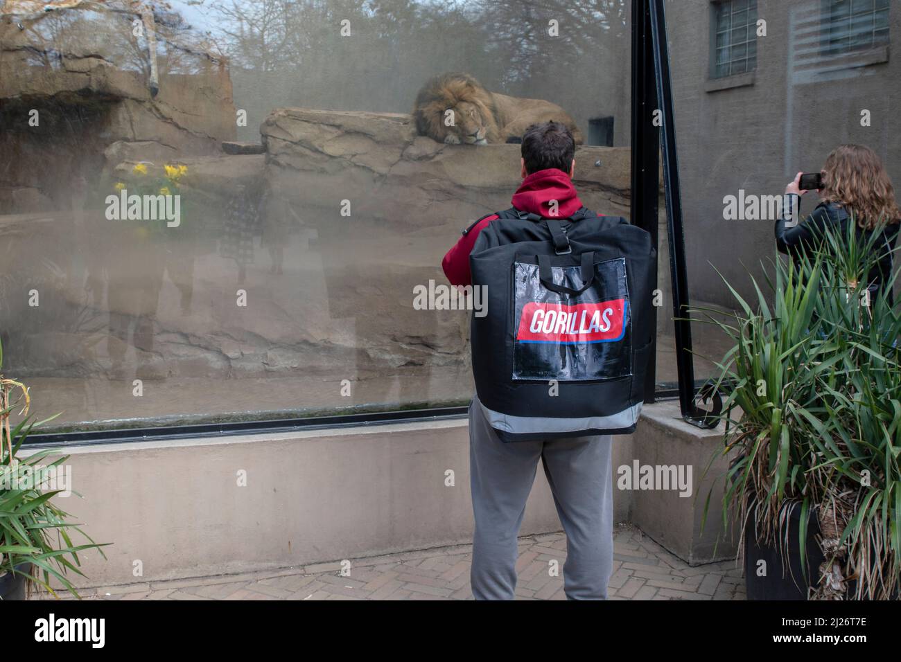 Gorillas Delivery Man Delivering At The Artis Zoo At Amsterdam The ...