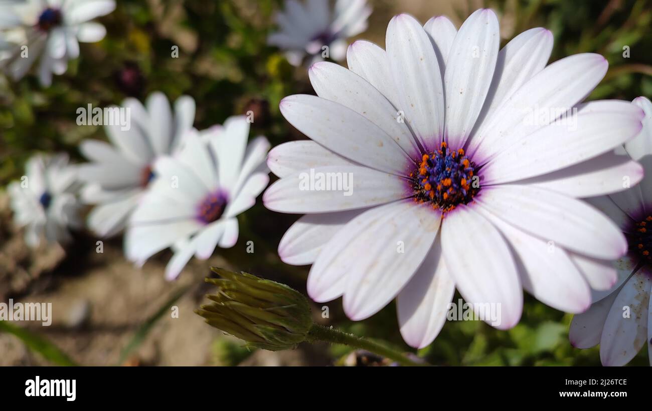 Shot flowers in house hi-res stock photography and images - Alamy