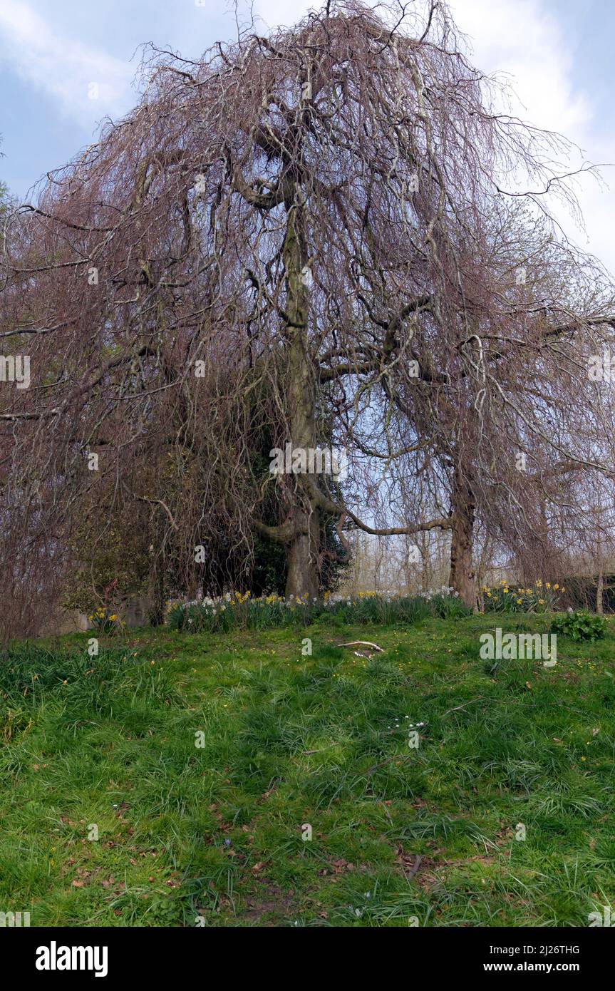 Tree and daffodils on a grassy bank in Bute Park, Cardiff during the ...