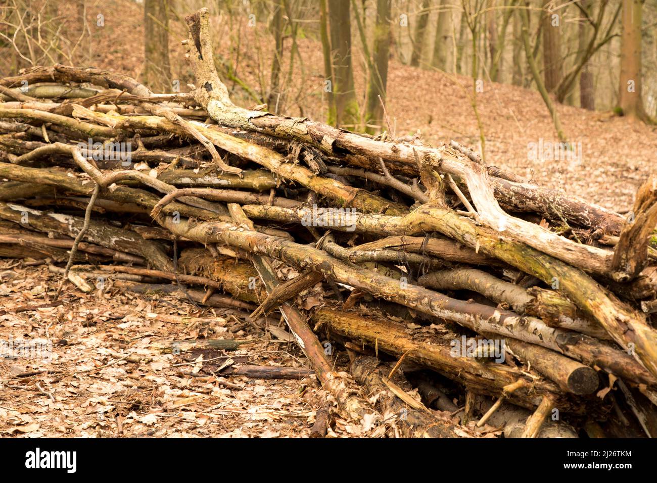 Branches of a tree in a cut hi-res stock photography and images - Alamy