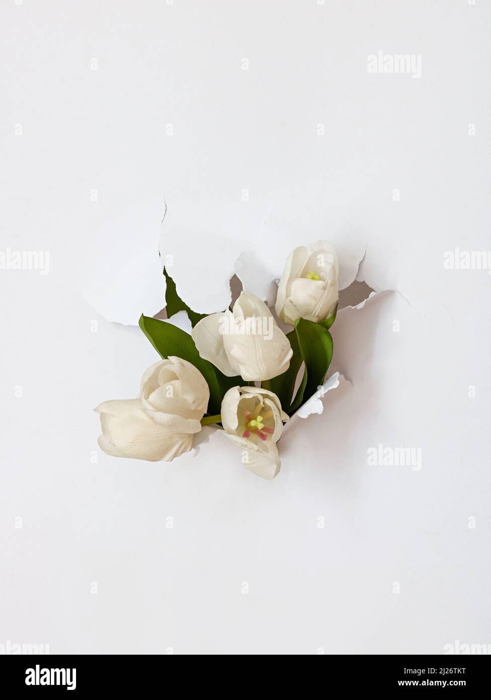 White shearing hi-res stock photography and images - Alamy