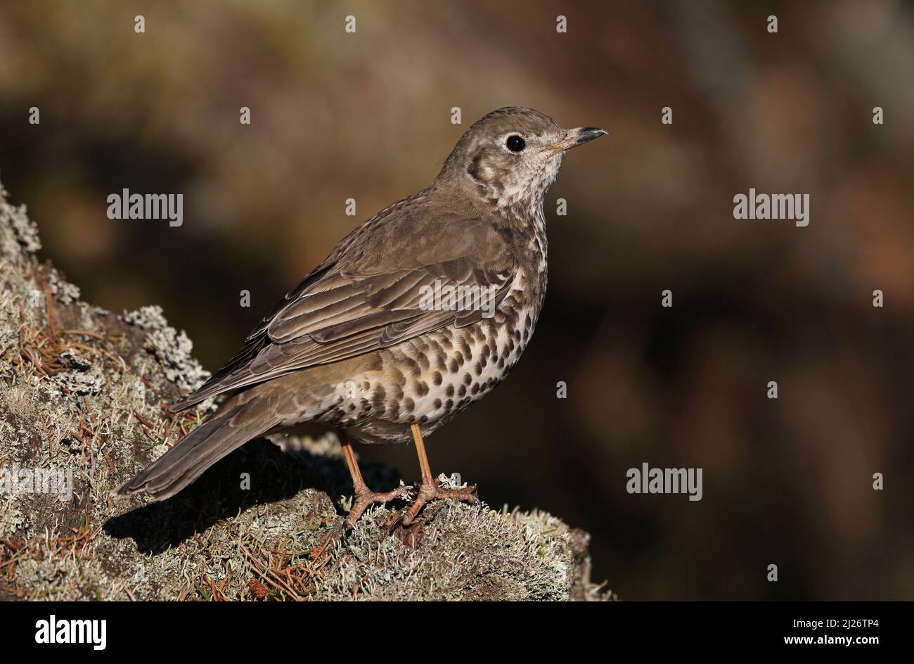 Close up mistle thrush hi-res stock photography and images - Alamy