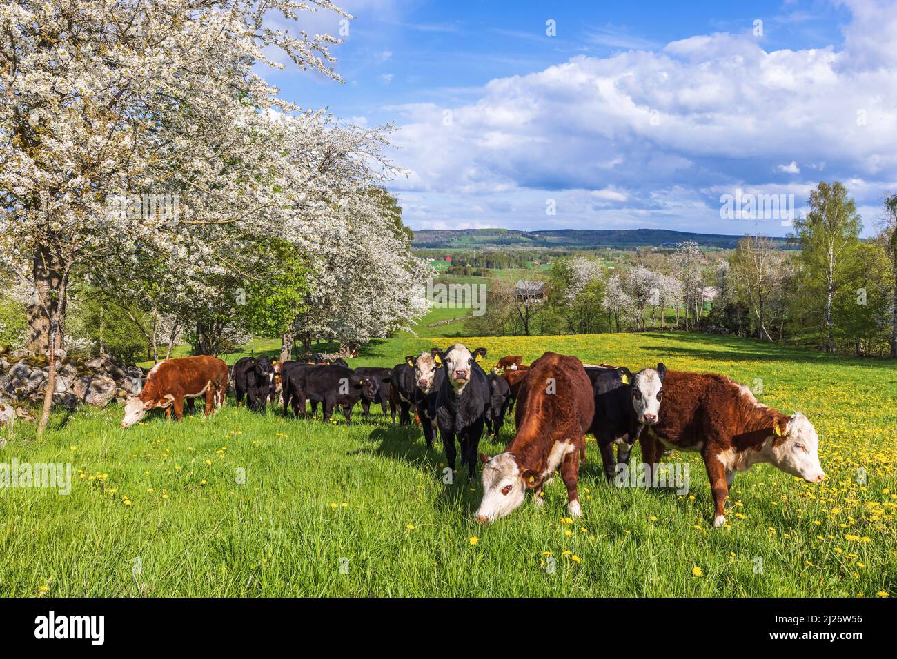 Beautiful spring landscape with grazing cows Stock Photo - Alamy