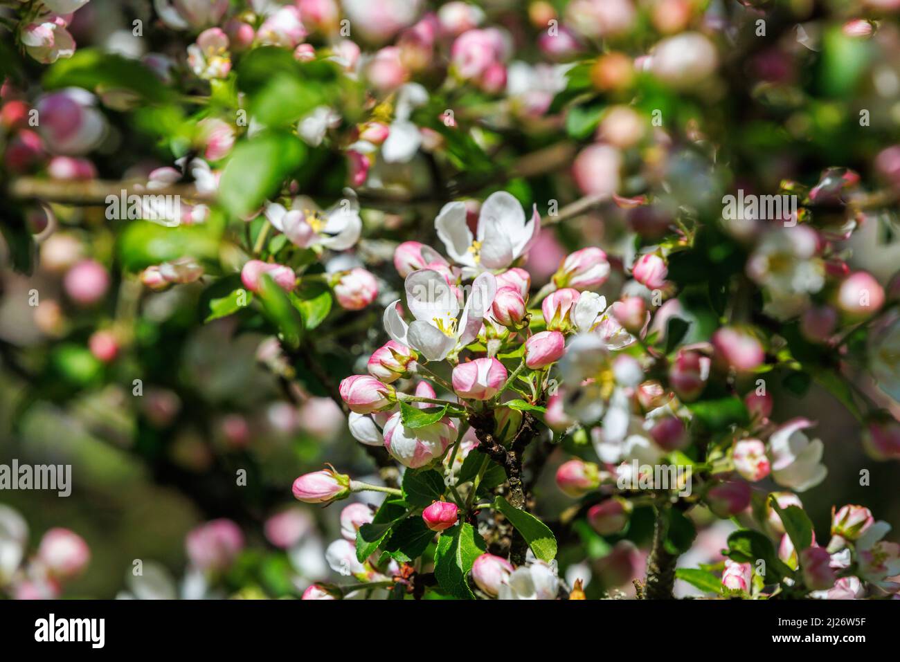 Cherry tree blooming close hi-res stock photography and images - Alamy