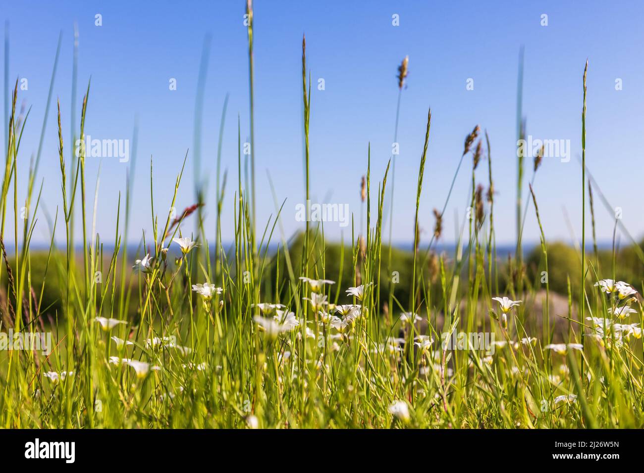 Blue saxifrage hi-res stock photography and images - Alamy