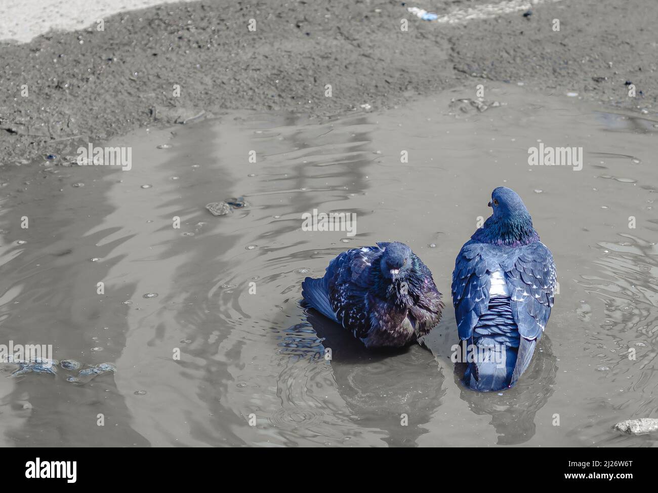 Two dark city pigeons wash in puddle. Birds in city Stock Photo - Alamy