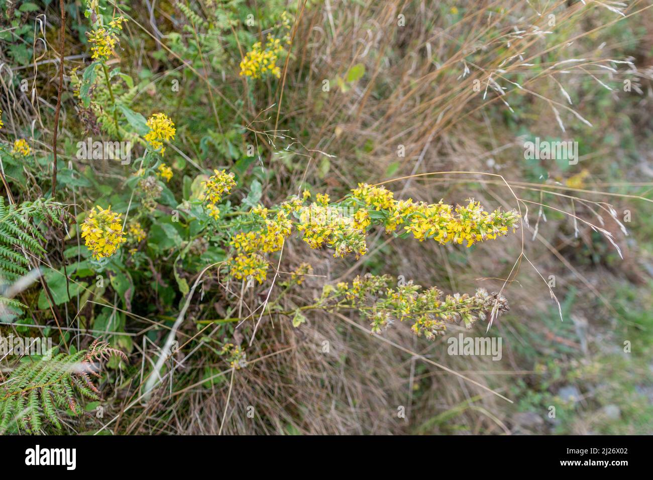 A clump of yellow European Goldenrod, Solidago virgaurea, growing out ...