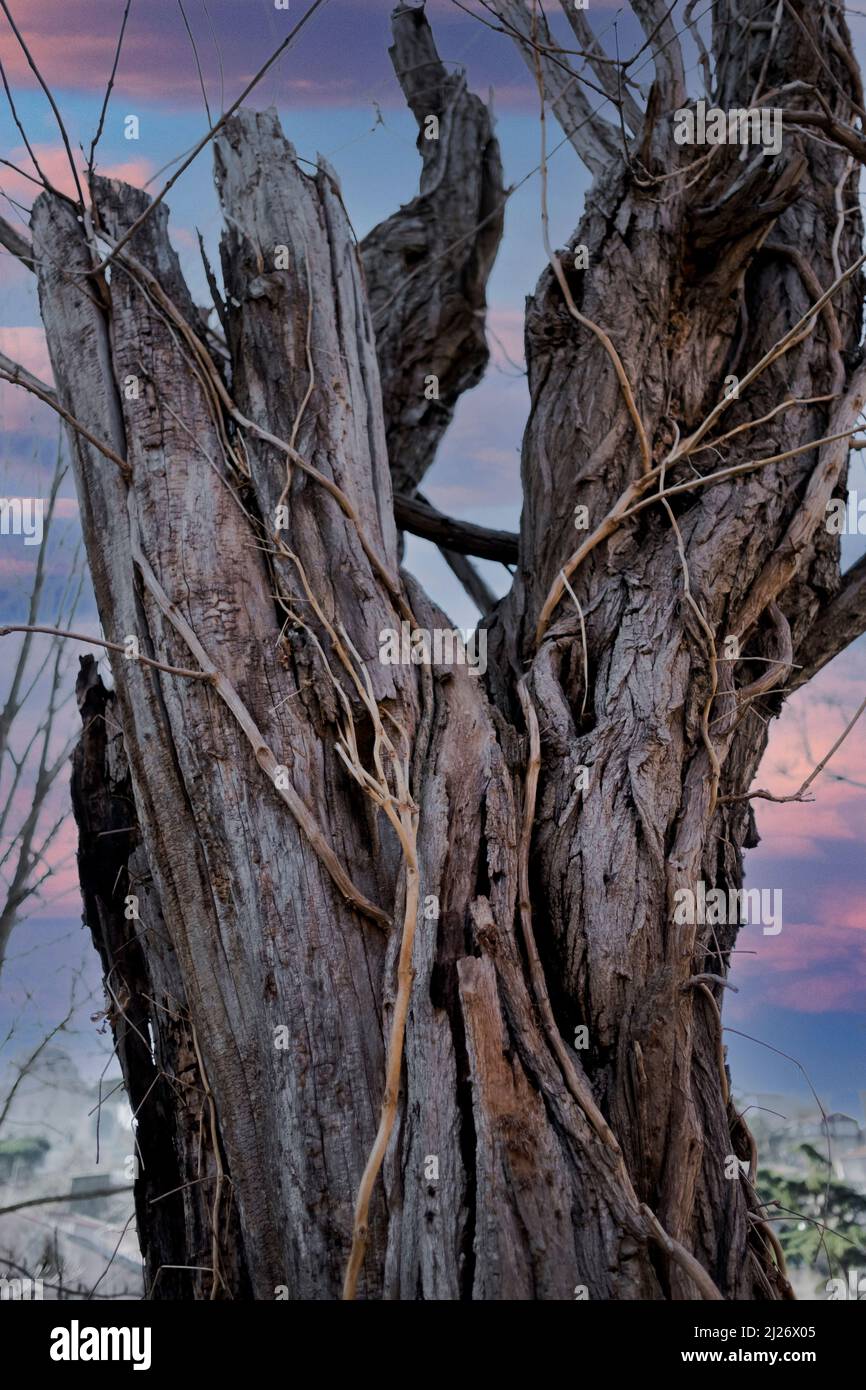 Wood surface trunk design nature hi-res stock photography and images ...