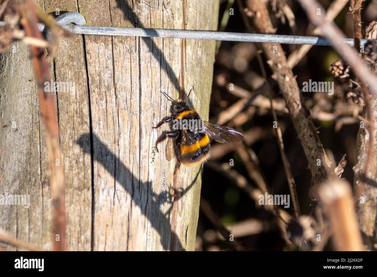 A large buff tailed bumblebee, Bombus terrestris, resting and sunning ...