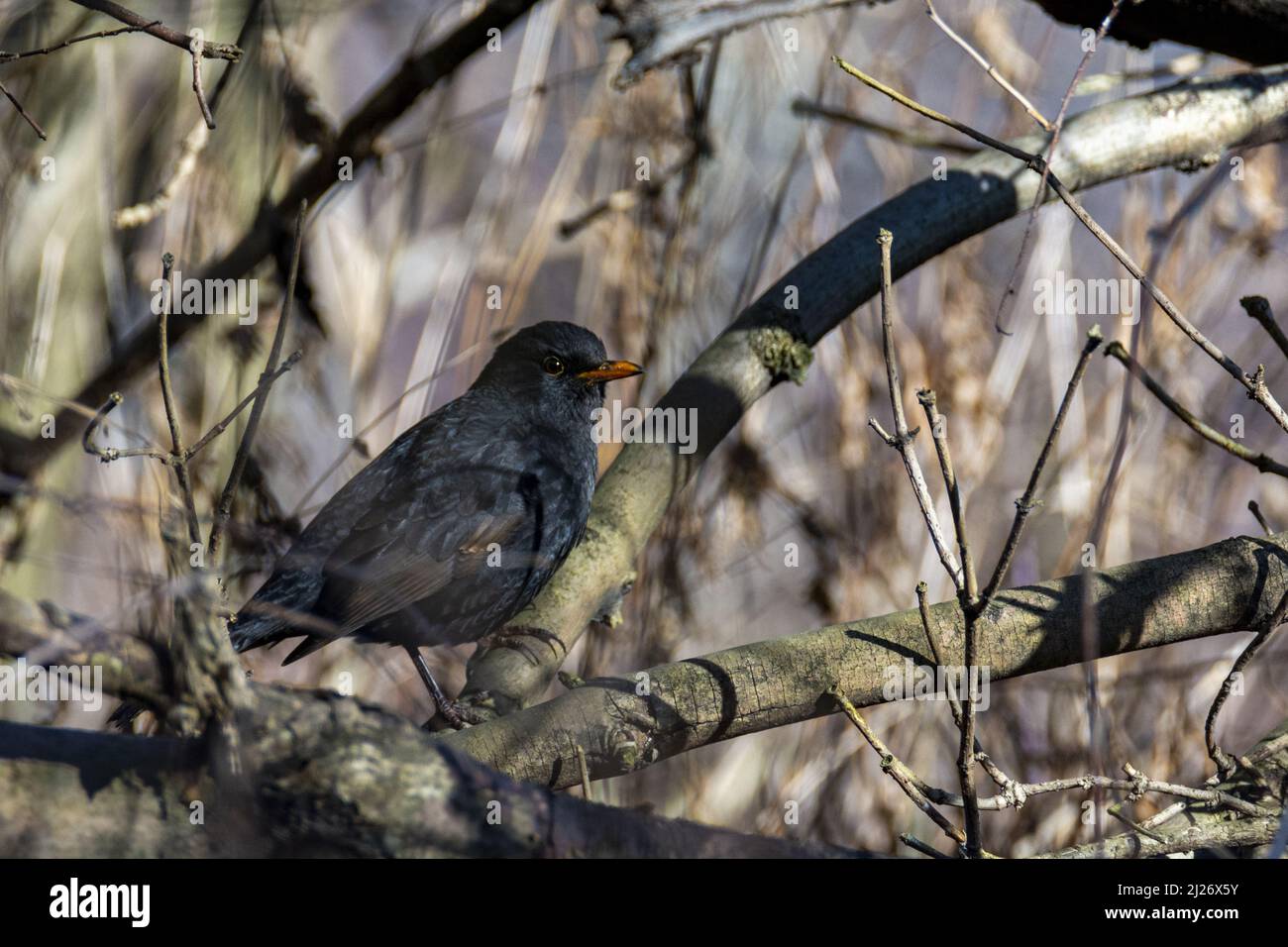 Closeup shot fieldfare bird hi-res stock photography and images - Alamy