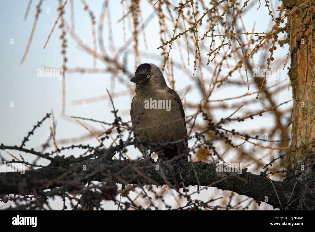 Closeup shot fieldfare bird hi-res stock photography and images - Alamy