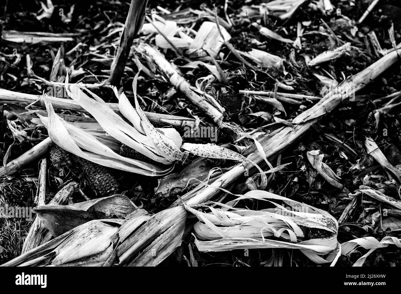 Cover over with soil Black and White Stock Photos & Images - Alamy