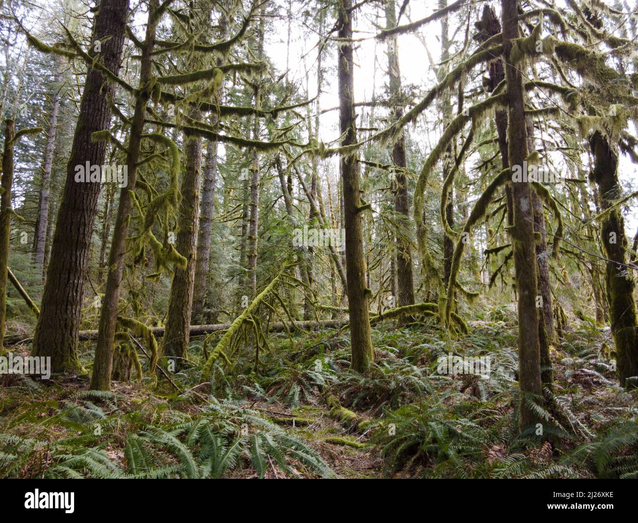 Pnw ecology hi-res stock photography and images - Alamy