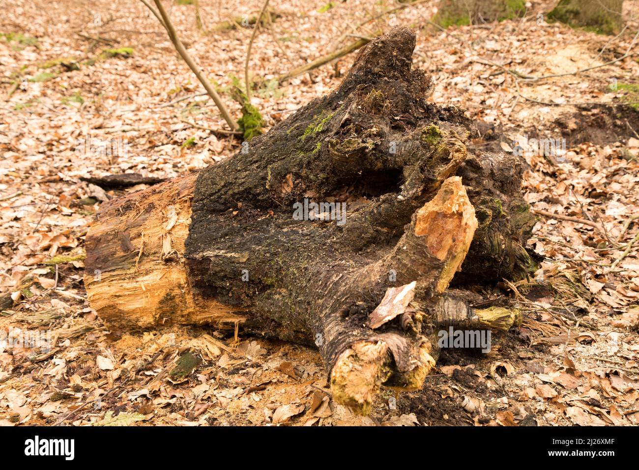 A broken tree in the forest Stock Photo - Alamy