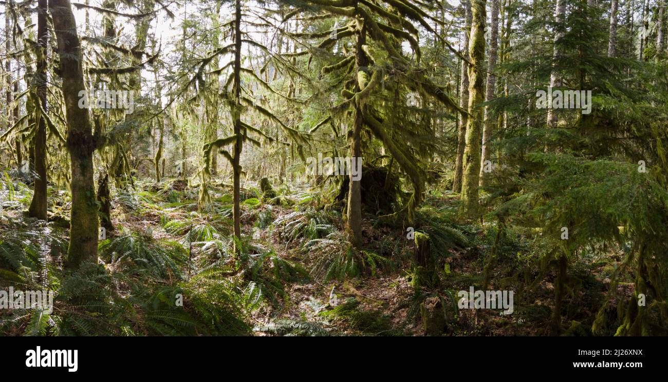 Old growth forest pacific northwest hi-res stock photography and images ...