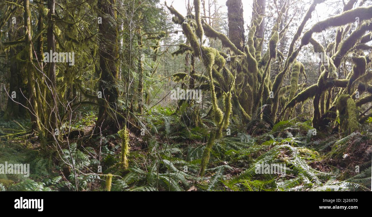 The beautiful woods and nature of oregon hi-res stock photography and ...