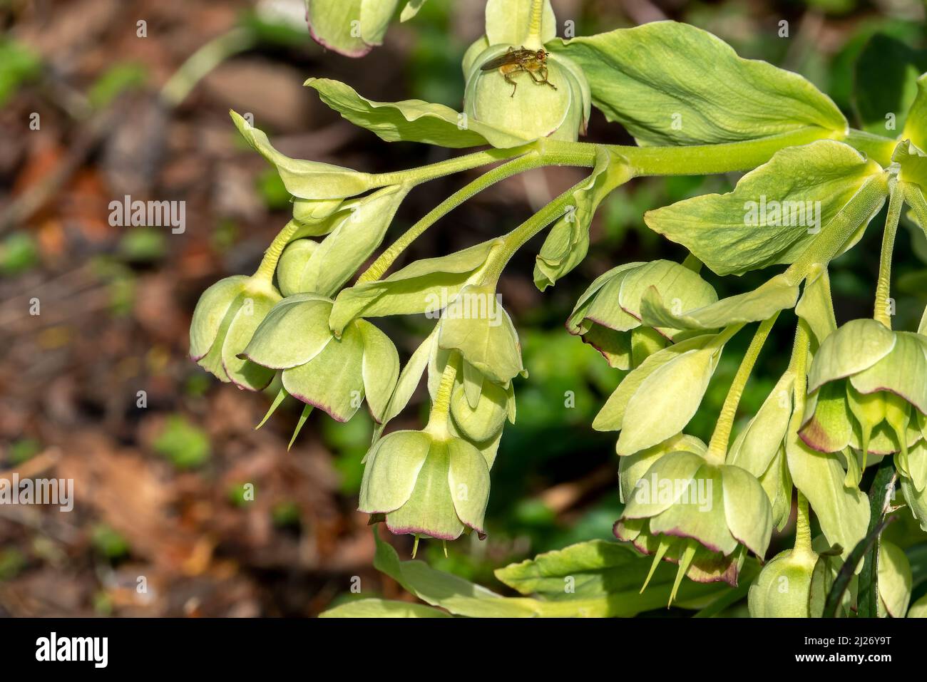 Hellebore january flowering hi-res stock photography and images - Alamy