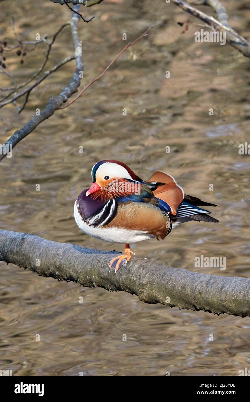 Mandarin Duck perched on a branch. Wimbledon Common Lake, London, UK ...