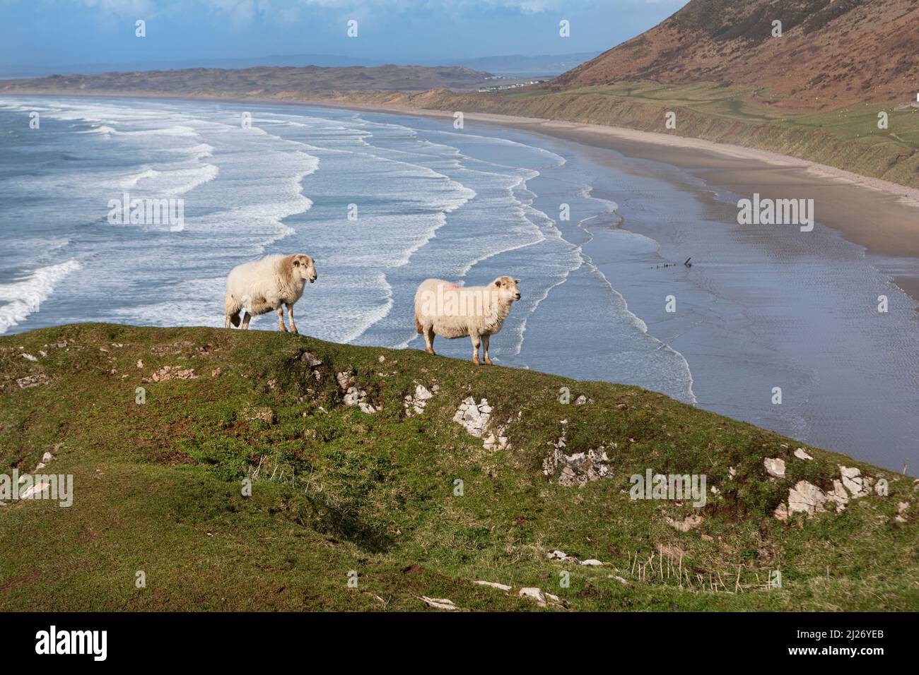 Sheep grazing at Rhossili Bay om the Gower Peninsula, Wales Stock Photo ...