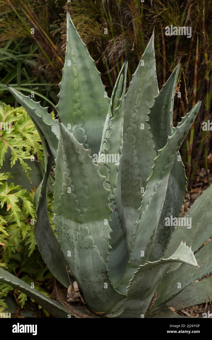 Examples Of Xerophytes Plants