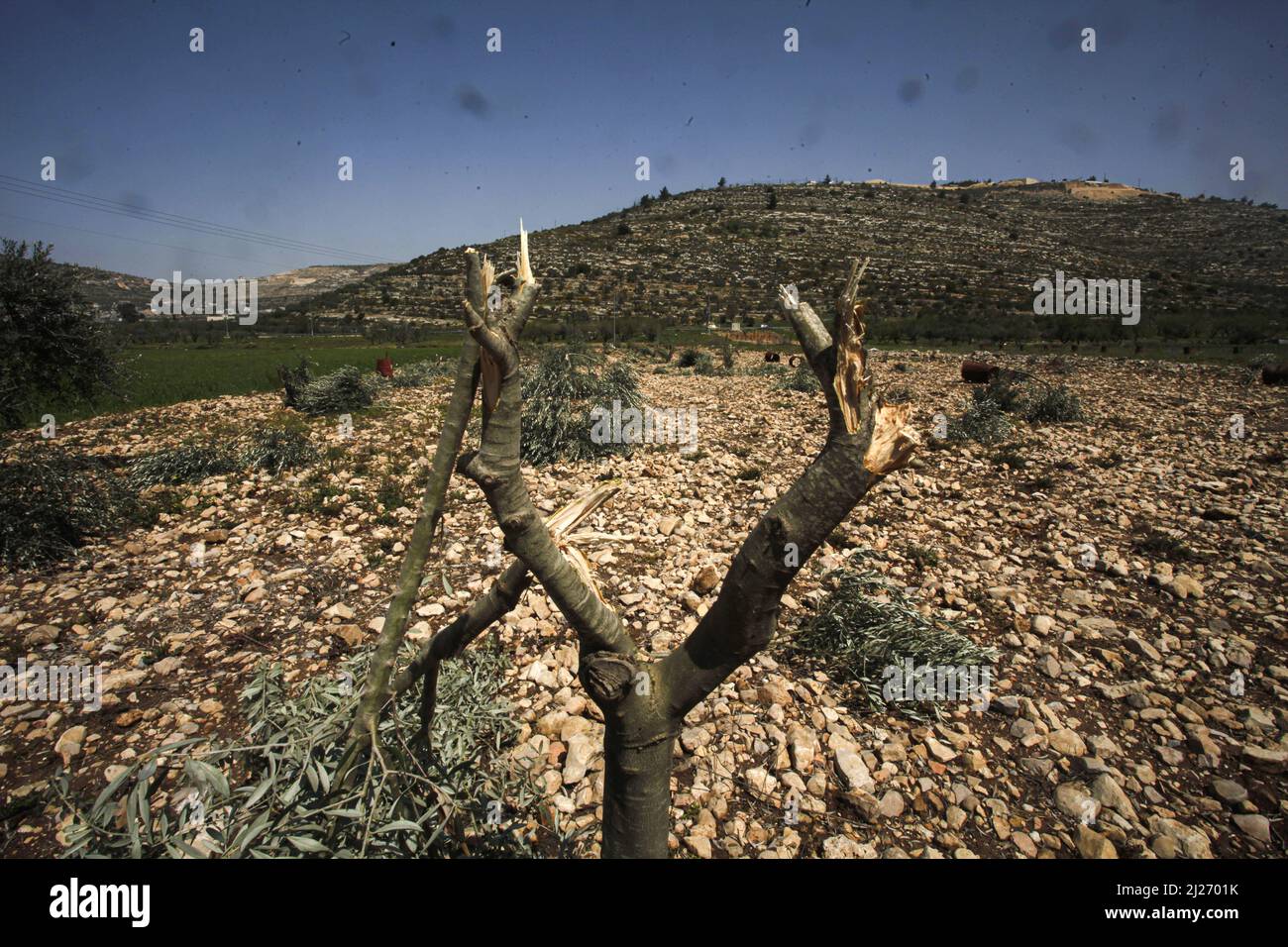 Olive tree damage hi-res stock photography and images - Alamy