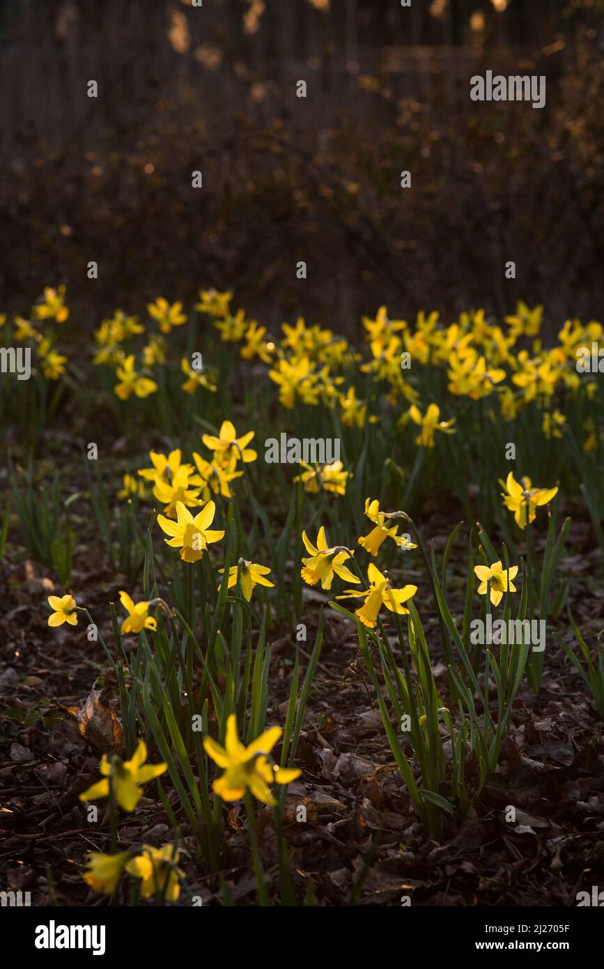 Close up of bright yellow Daffodils (aka narcissus and jonquil ...