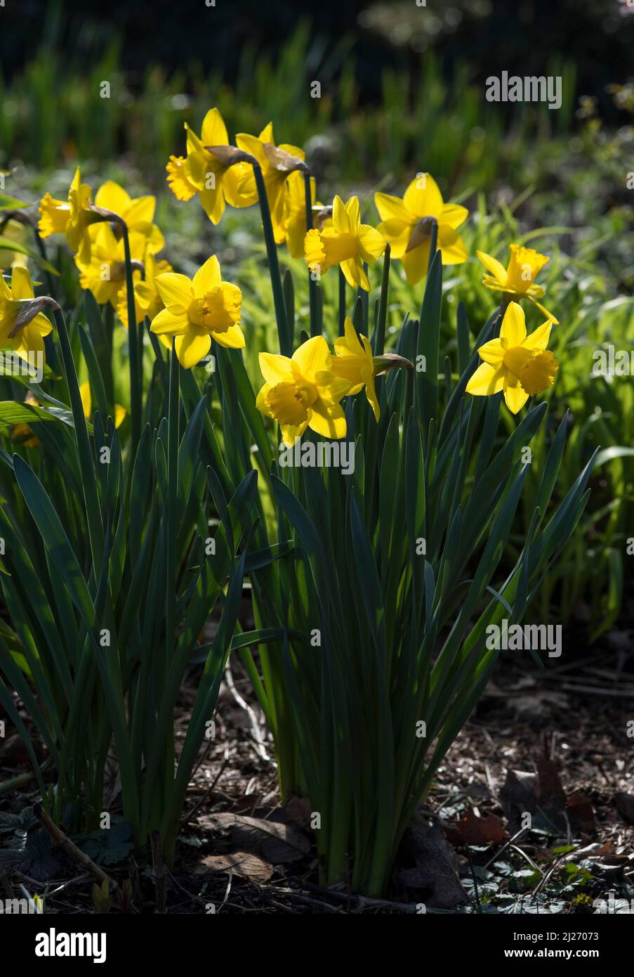 Close up of bright yellow Daffodils (aka narcissus and jonquil ...