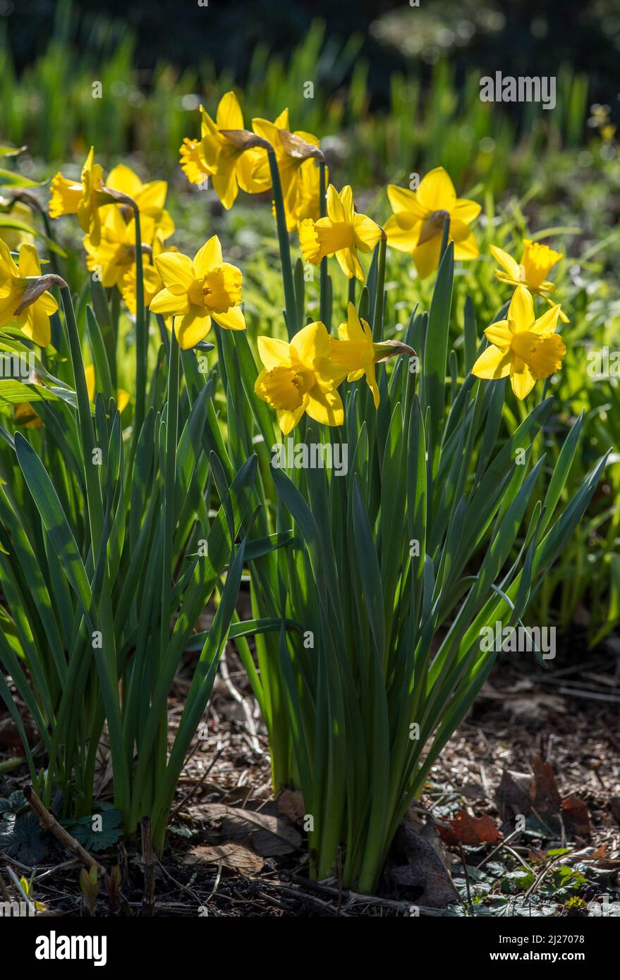 Close up of bright yellow Daffodils (aka narcissus and jonquil ...