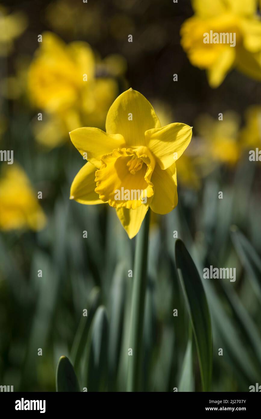 Close up of bright yellow Daffodils (aka narcissus and jonquil ...