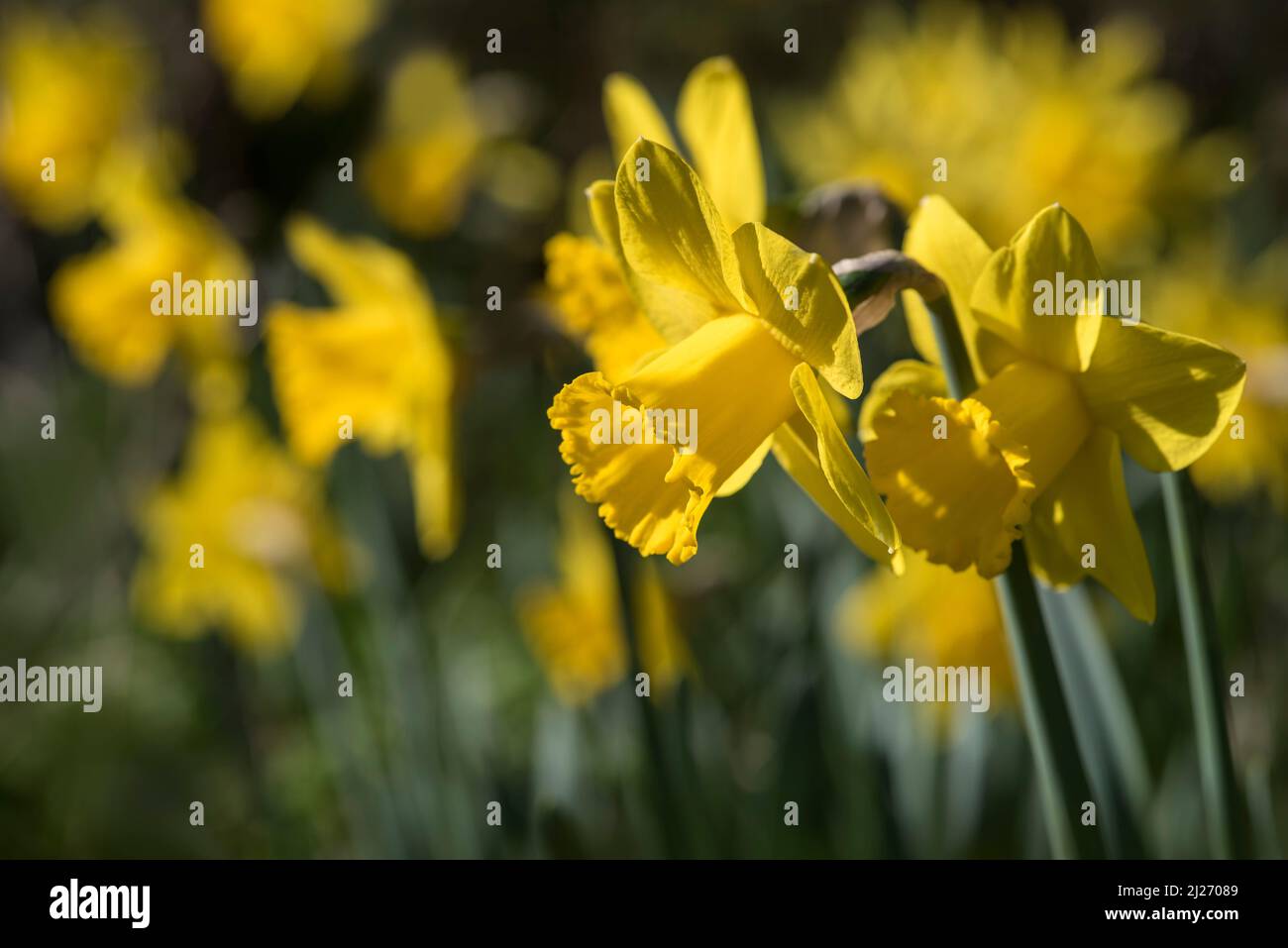 Close up of bright yellow Daffodils (aka narcissus and jonquil ...