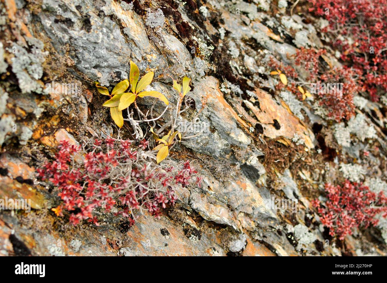 Micro Fauna from Smoky Mountain National Park Stock Photo - Alamy
