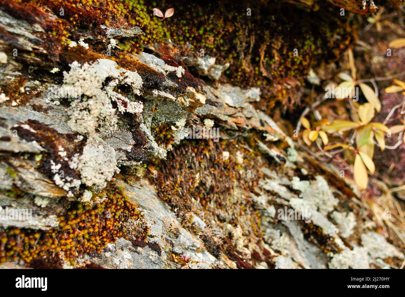 Micro Fauna from Smoky Mountain National Park Stock Photo - Alamy