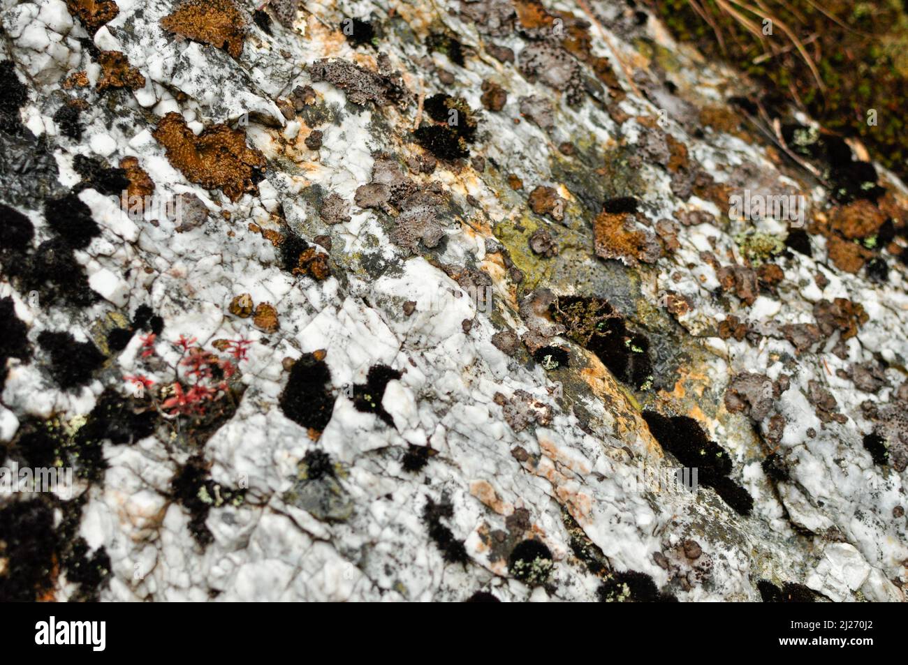 Micro Fauna from Smoky Mountain National Park Stock Photo - Alamy