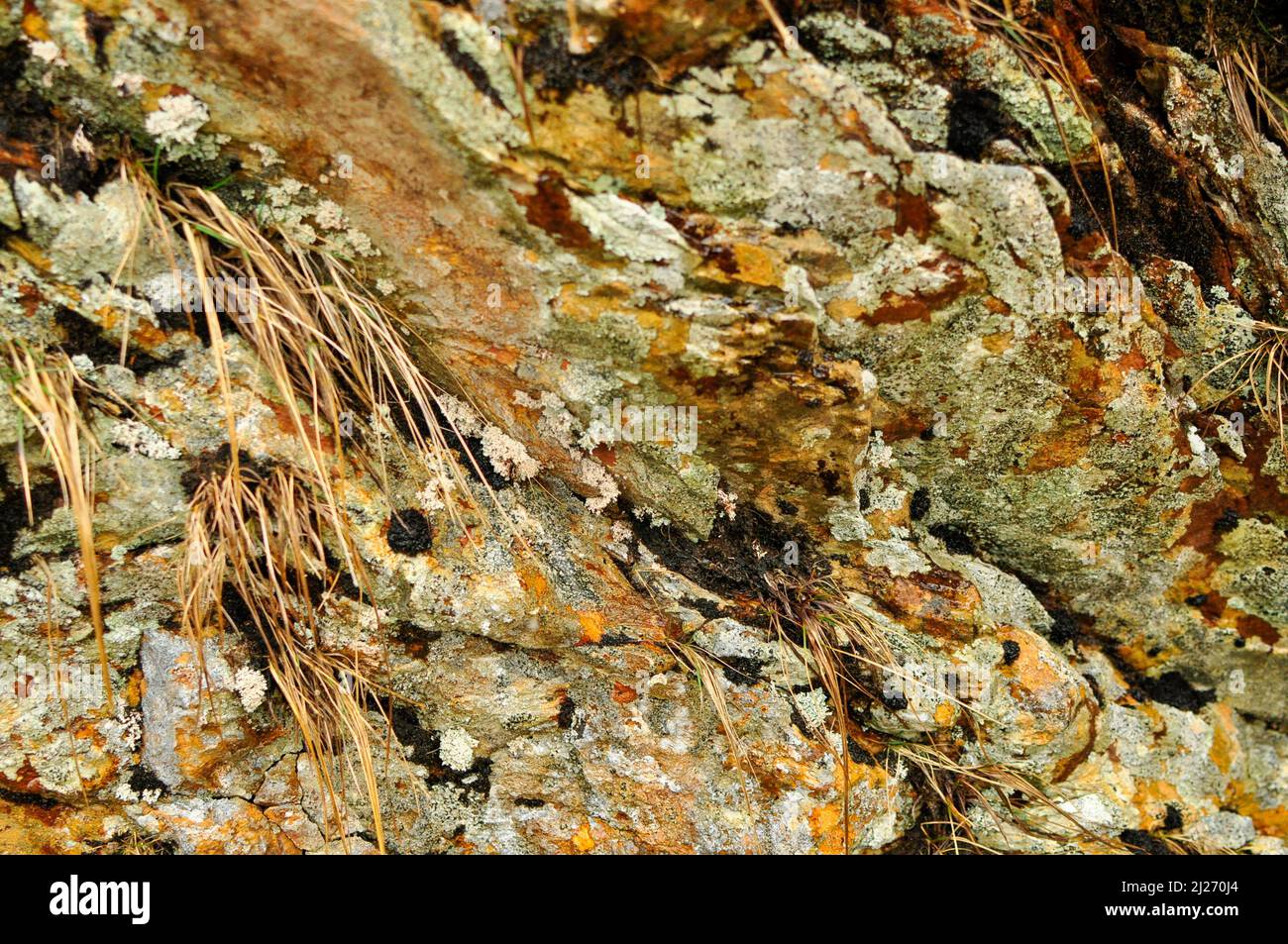 Micro Fauna from Smoky Mountain National Park Stock Photo - Alamy