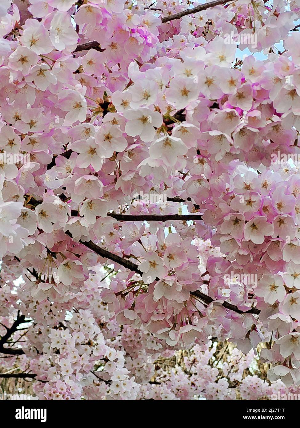 Branches of pink elegant cherry blossoms Stock Photo - Alamy
