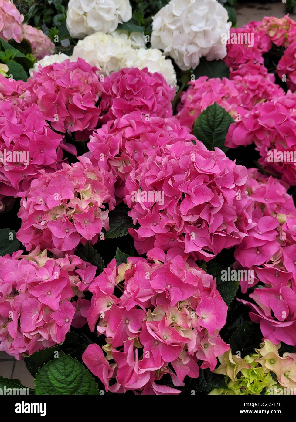 Beautiful pink hydrangea flowers Stock Photo - Alamy