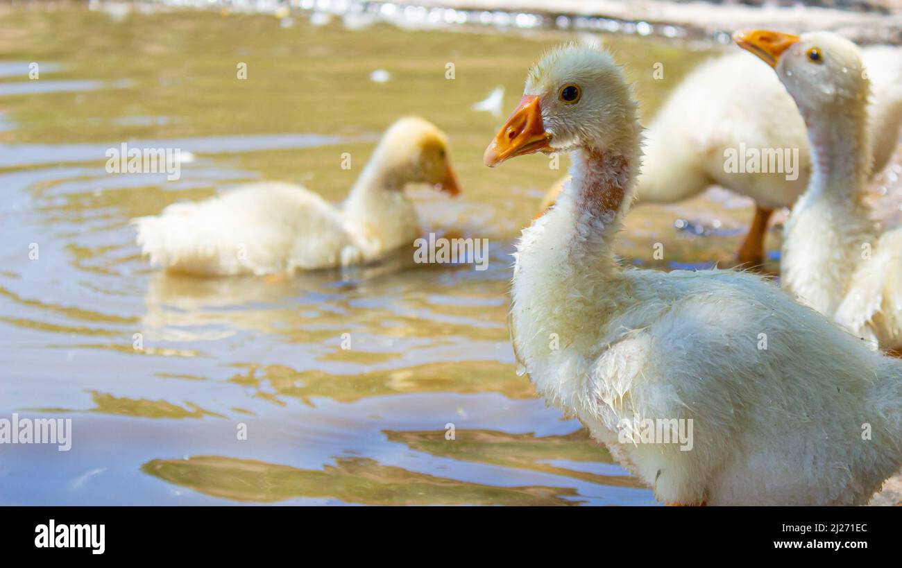 Closeup photo of yellow goslings. Baby geese next to a pond Stock Photo ...