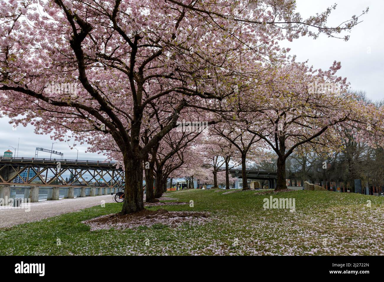 Portland, USA. 28th Mar, 2022. Akebono cherry trees reach their full ...