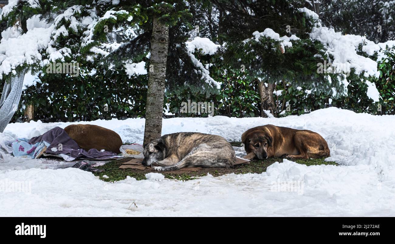 Istanbul's stray dogs try to stay warm under a pine tree on a snowy ...