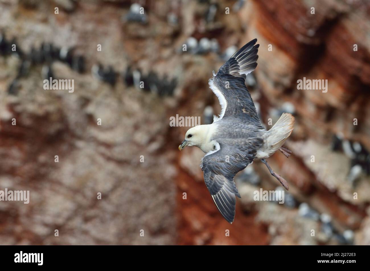 Nordatlantischer Eissturmvogel, northern fulmar, arctic fulmar ...