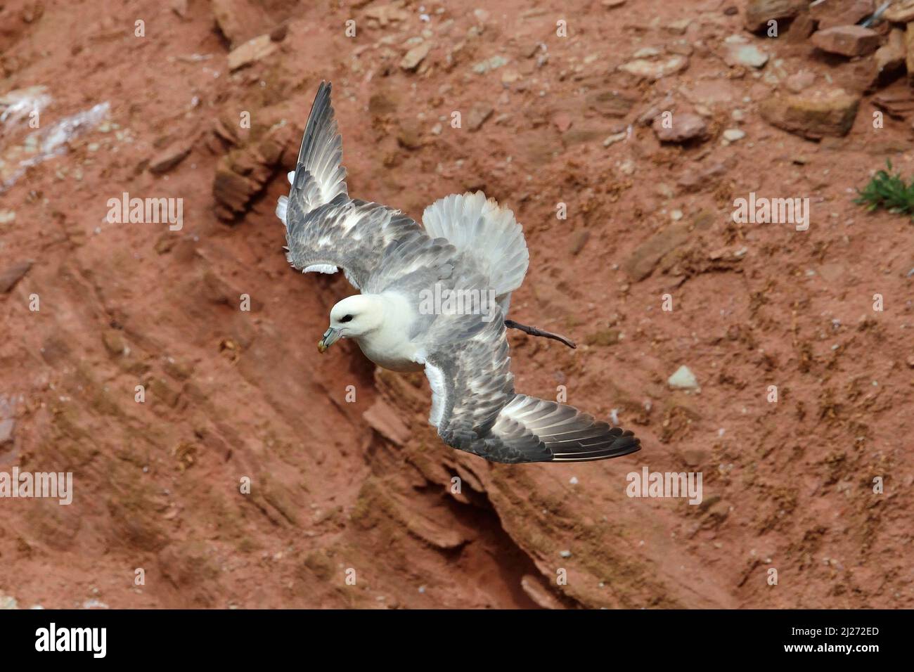 Nordatlantischer Eissturmvogel, northern fulmar, arctic fulmar ...