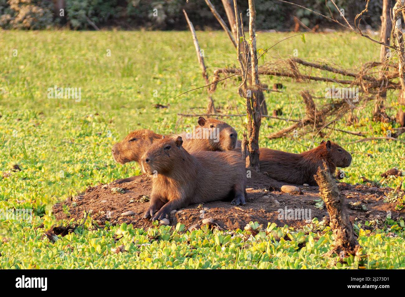 The brown greater capybaras laying on the field in the wild Stock Photo ...