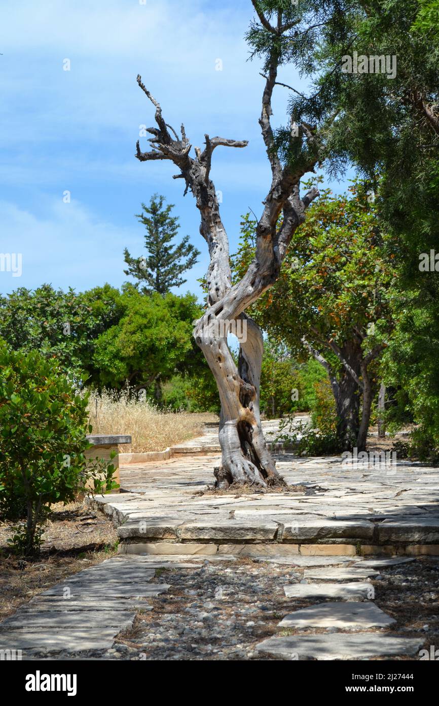Dead lightning damaged tree Stock Photo - Alamy