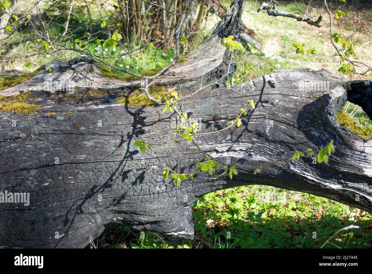A burnt dead tree with new green twigs Stock Photo - Alamy