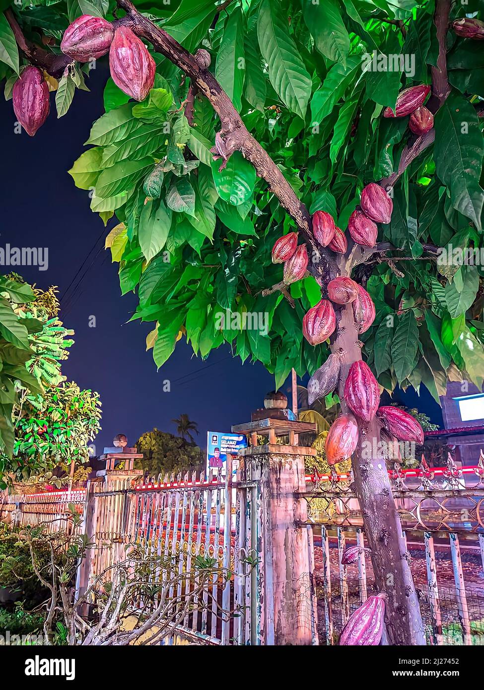 A cocoa tree branches - with ripe fruits at home in the garden Stock ...