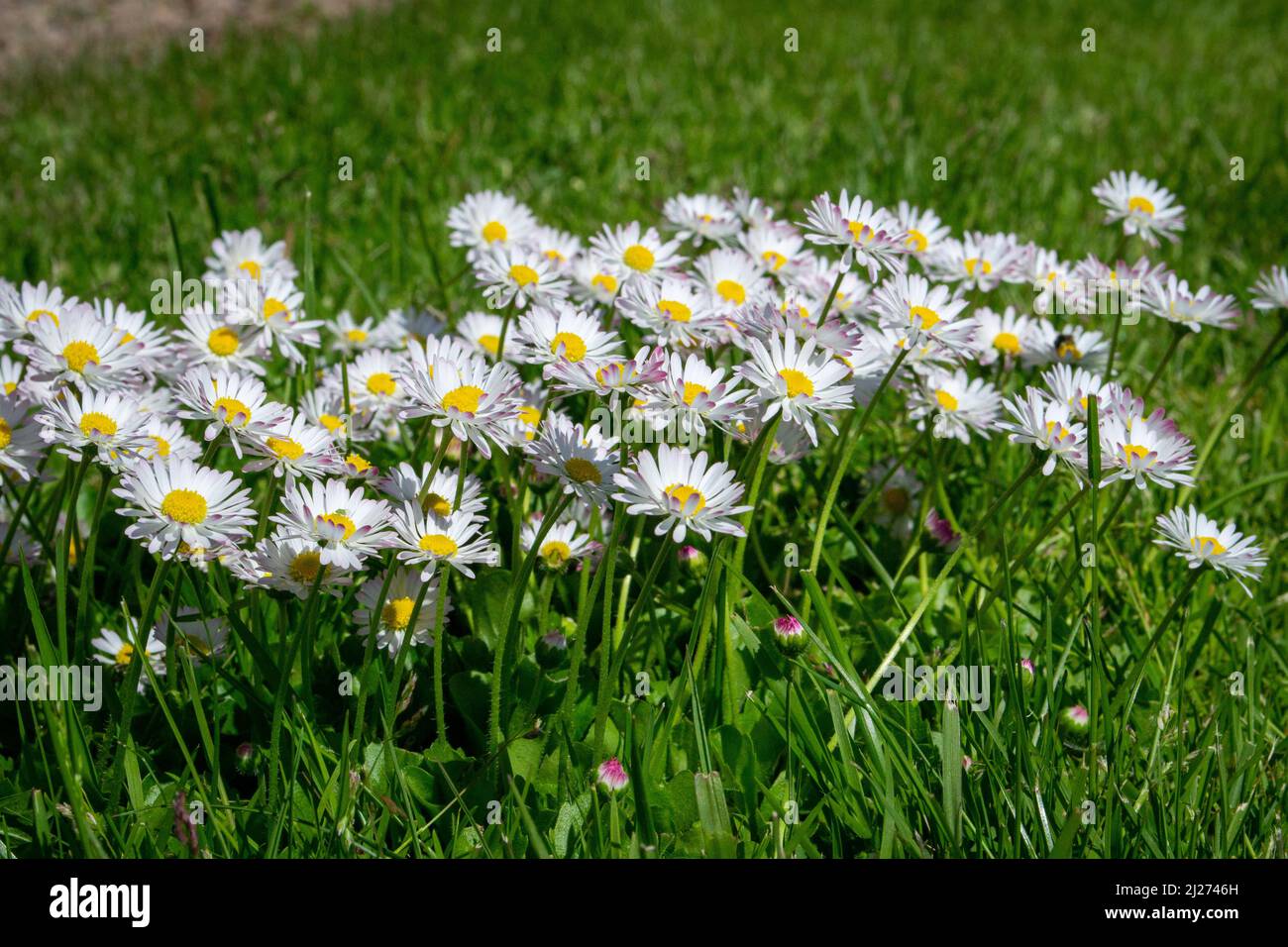 A collection of daisies Stock Photo - Alamy