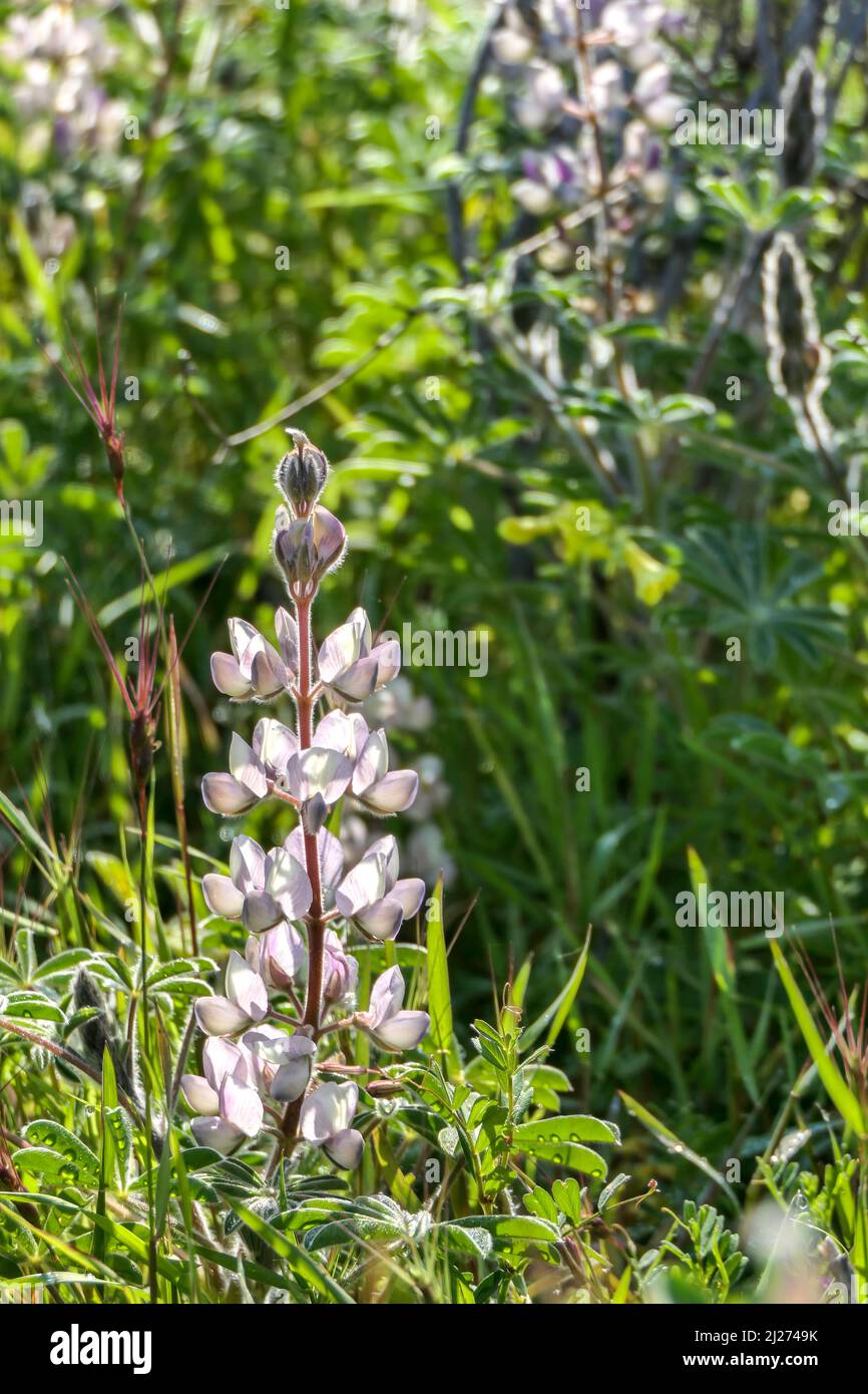 Flowers and buds of pink lupine closeup on a blurred background Stock ...