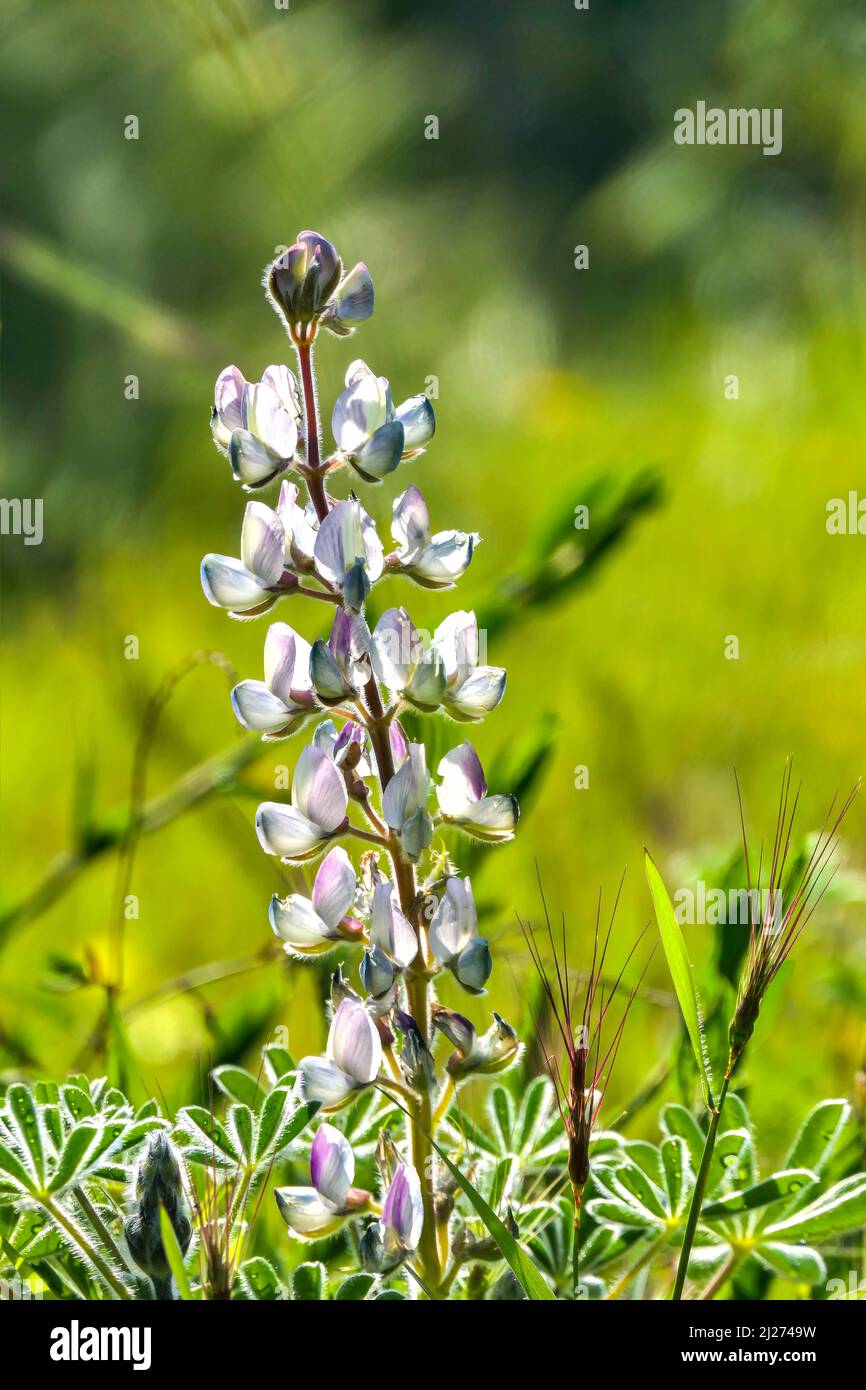 Flowers and buds of pink lupine closeup on a blurred background Stock ...