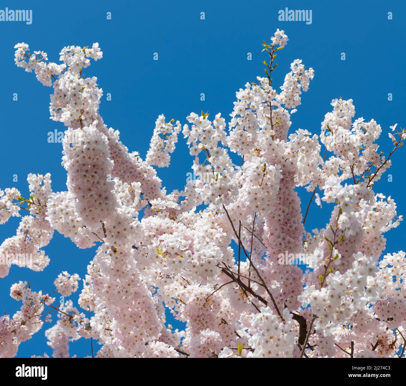 pink flowers of sakura tree in full spring bloom. closeup Stock Photo ...
