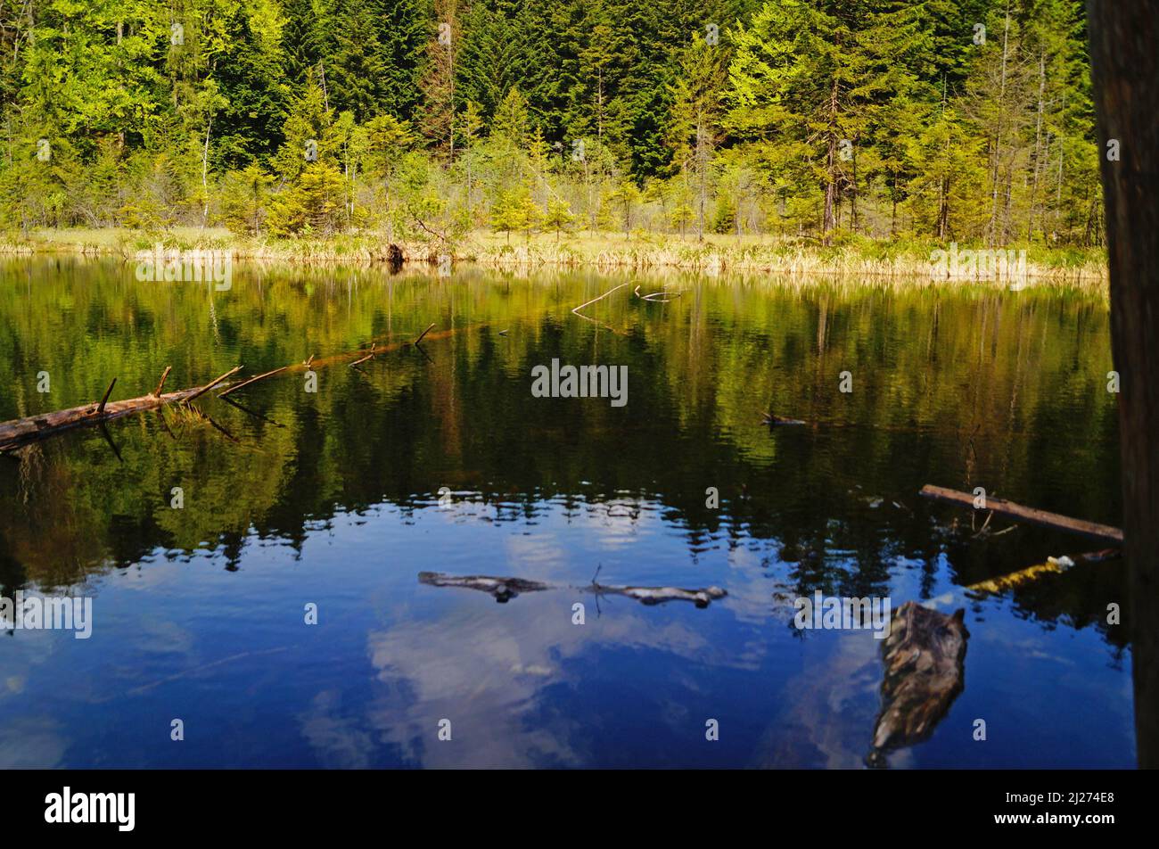 Mountain lake with clear calm water near a tall green forest on a sunny ...